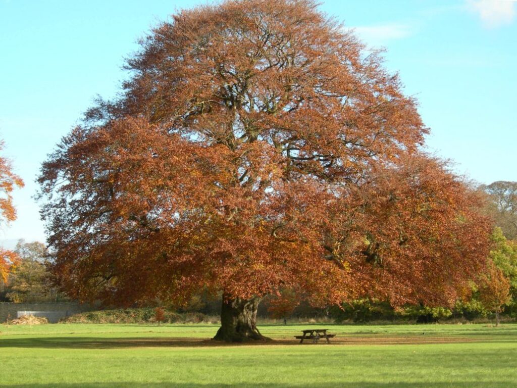 Axwell Park Buildings Estate