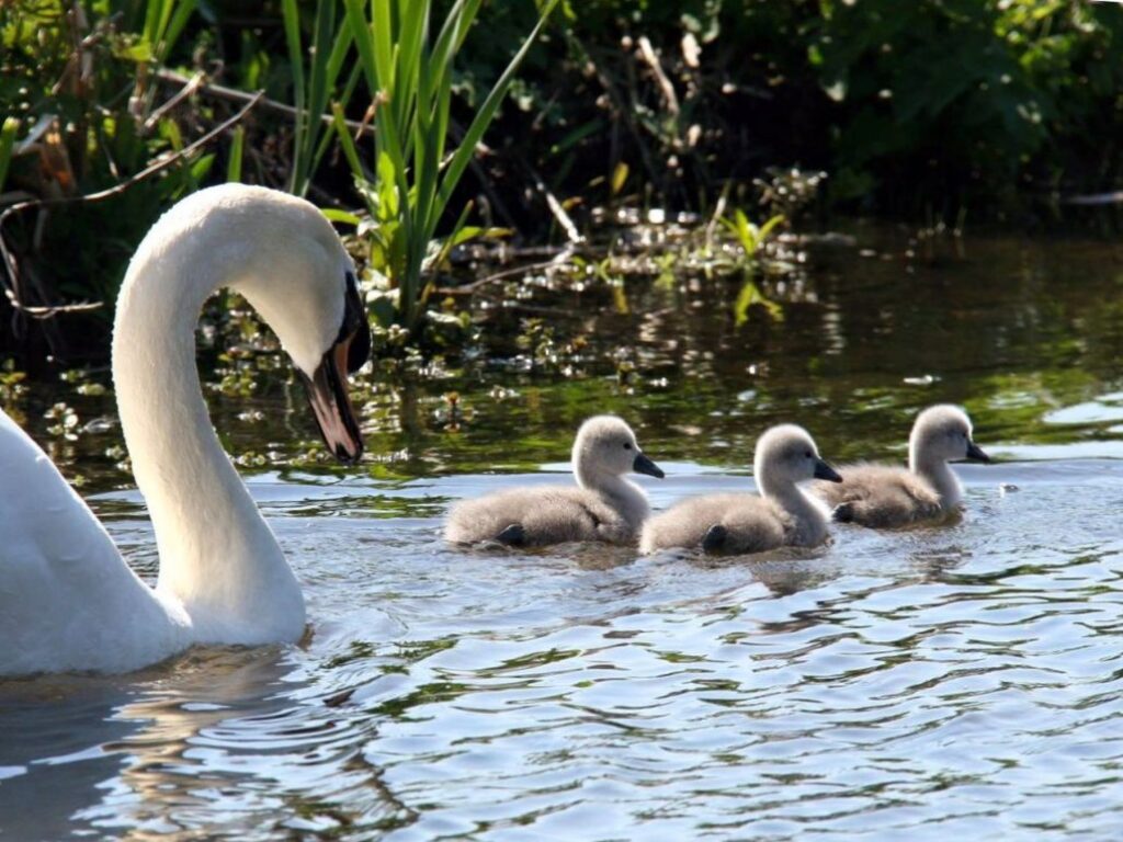 Axwell Park Buildings Estate