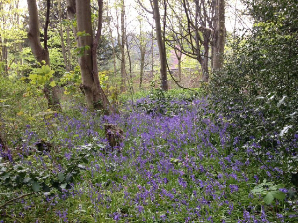 Axwell Park Buildings Estate